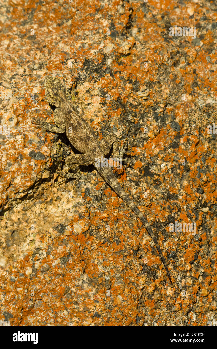 Rock gecko south africa hi-res stock photography and images - Alamy