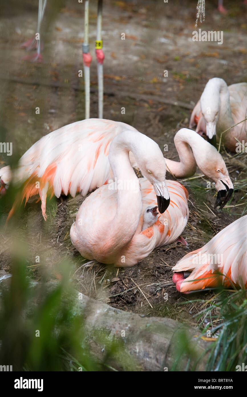 Flamingo exhibit hi-res stock photography and images - Alamy