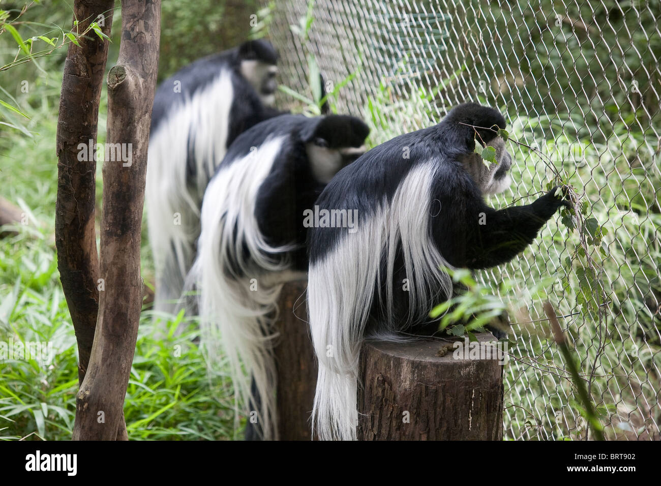 Black-and-white colobus monkeys at the Woodland Park Zoo - Seattle ...