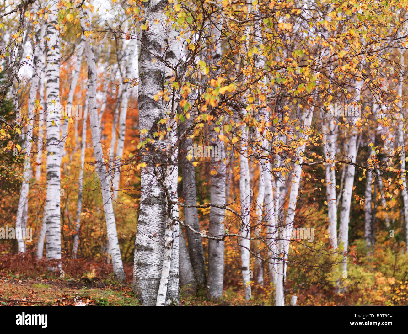 Fall nature scenery of birch trees with colorful yellow leaves in a ...