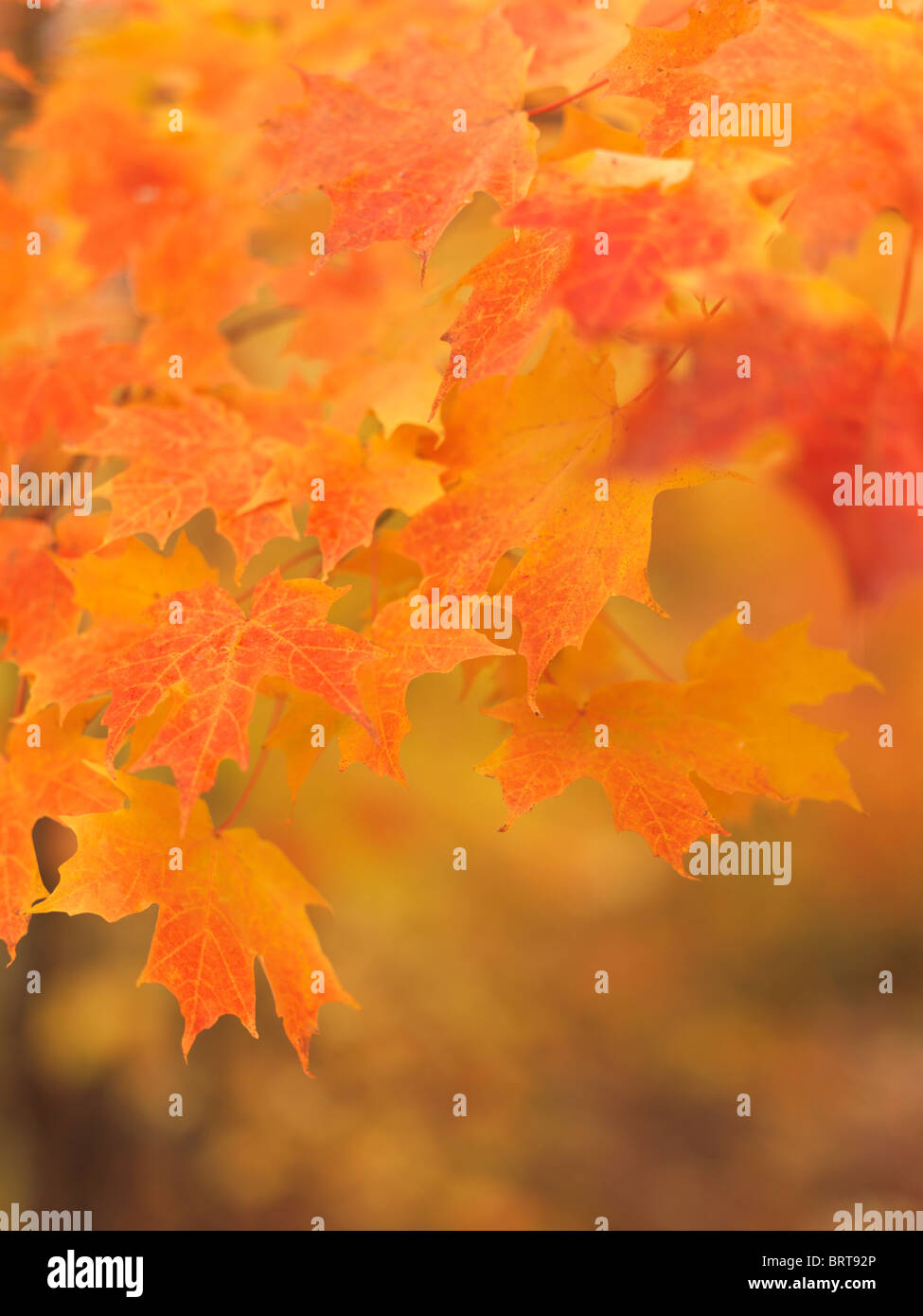 Shallow focus photo of red maple leaves fall nature scenery. Ontario ...