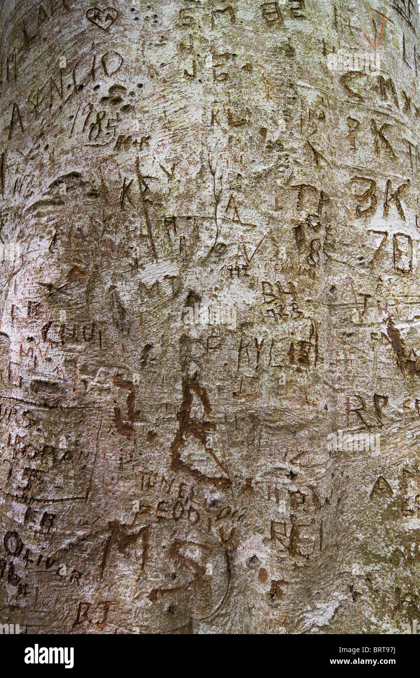 Tree trunk with carved names hi-res stock photography and images - Alamy