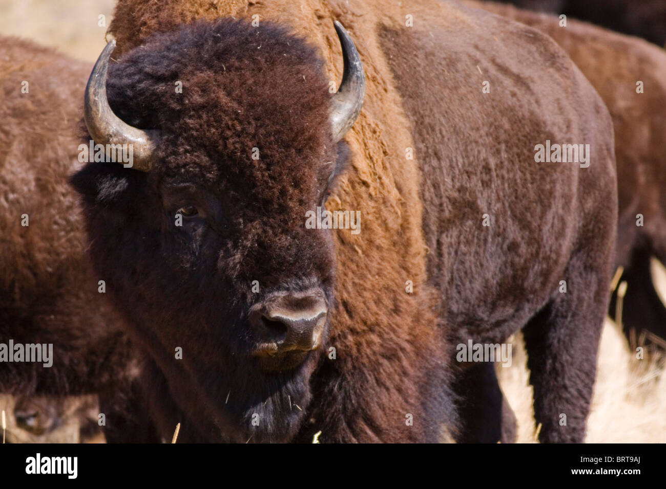 Portrait of a Bison Stock Photo - Alamy