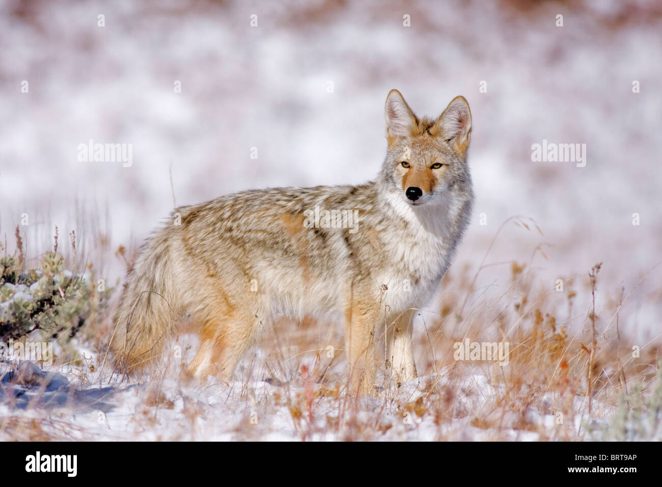 Coyote looking for for food Stock Photo - Alamy