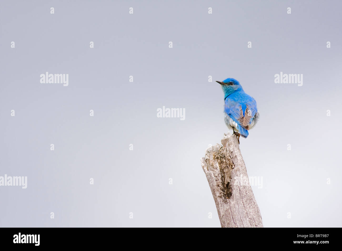Blue Bird hanging out on a tree branch Stock Photo - Alamy