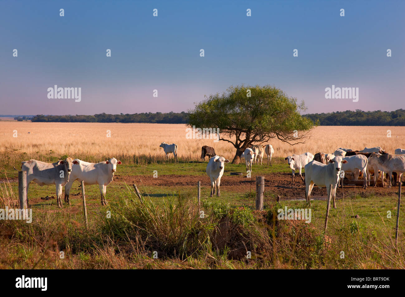 Cattle, Paraguay, South America Stock Photo - Alamy