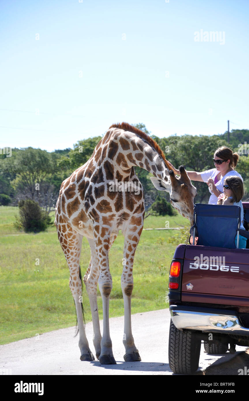 Giraffe being fed on safari in Texas, USA Stock Photo - Alamy