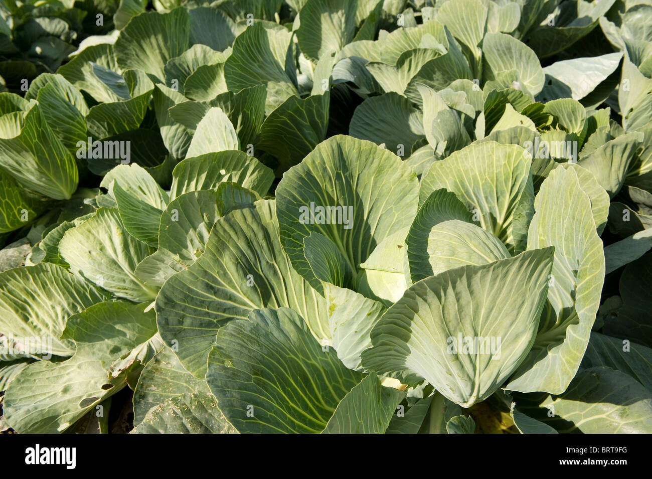 Many green cabbages in the agriculture fields Stock Photo - Alamy