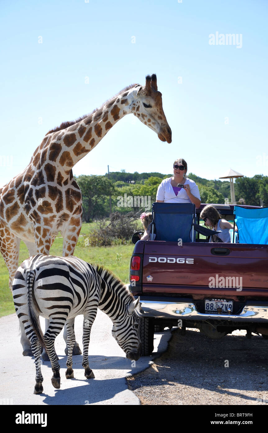 Giraffe and zebra being fed on safari in Texas, USA Stock Photo - Alamy