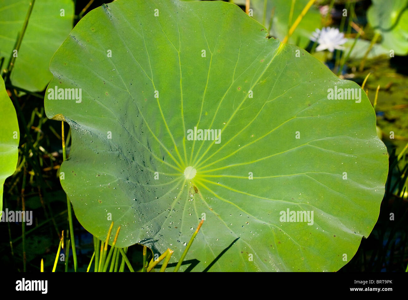 leaf from water lily as texture Stock Photo - Alamy