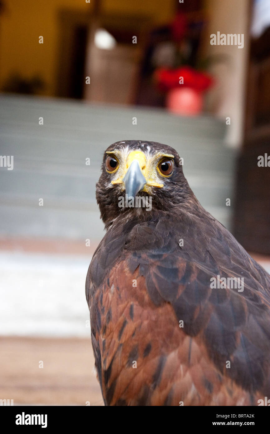 Hawk rapacious predatory bird hi-res stock photography and images - Alamy
