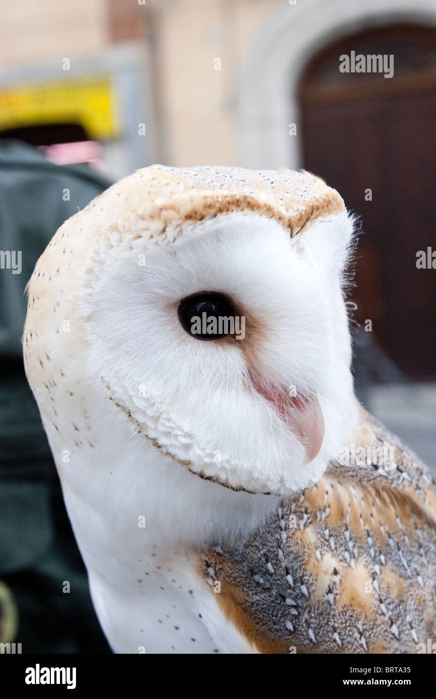 bird birds rapacious flight predatory predator falconer falconers ...