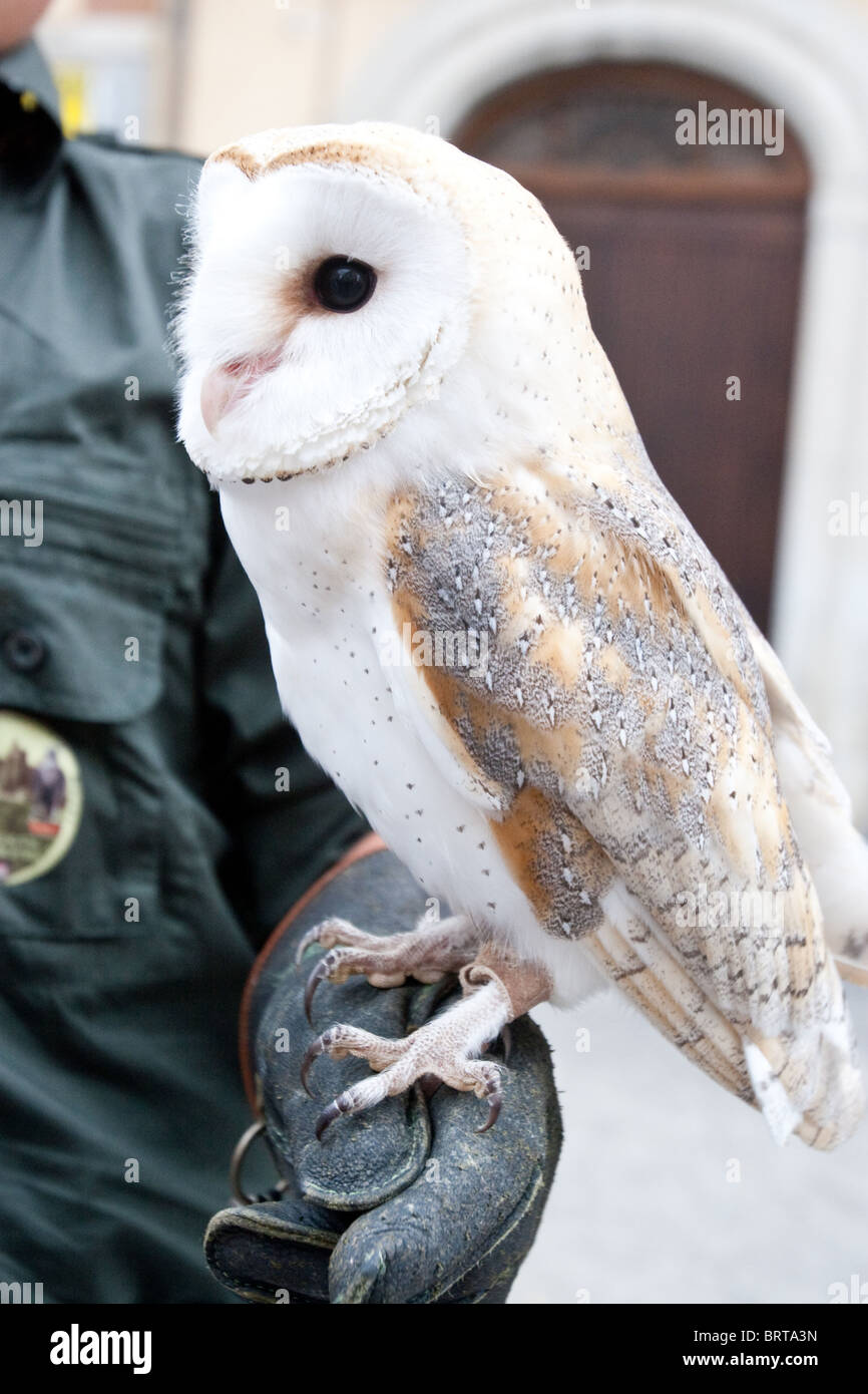 barn owl bird birds rapacious flight predatory predator falconer ...