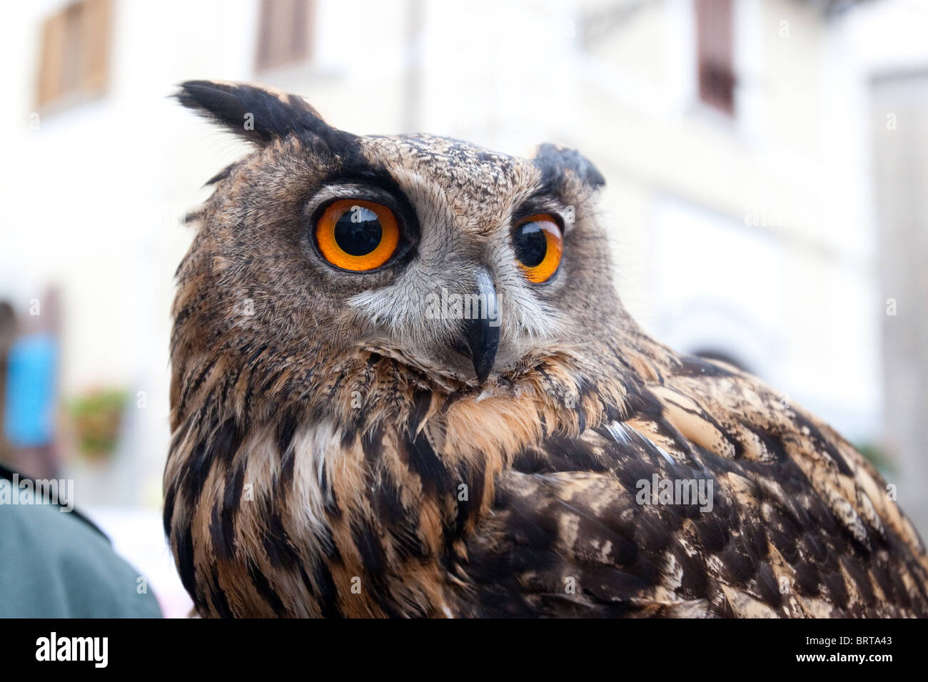 owl eyes bird birds rapacious flight predatory predator falconer ...