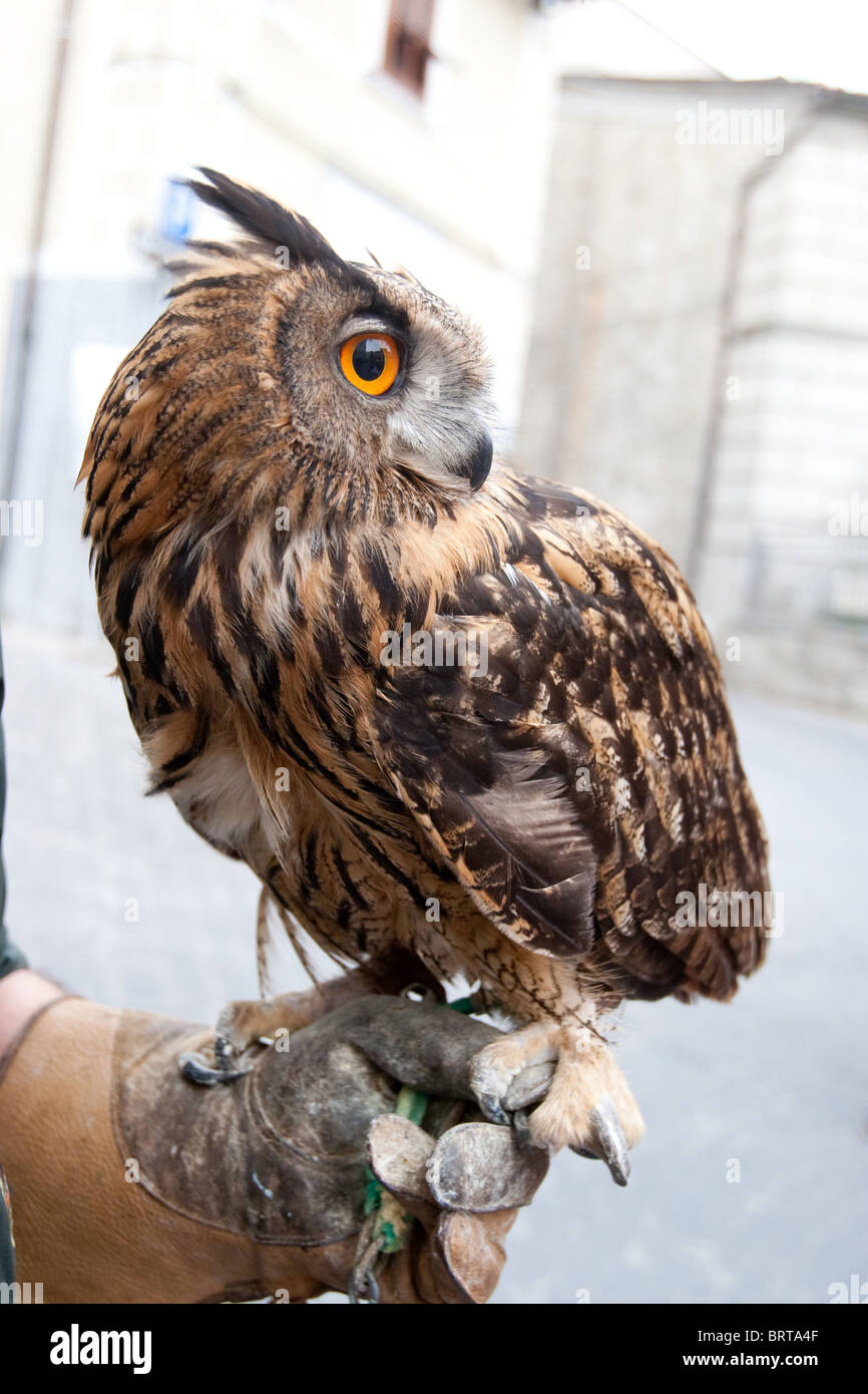 bird birds rapacious flight predatory predator falconer falconers ...