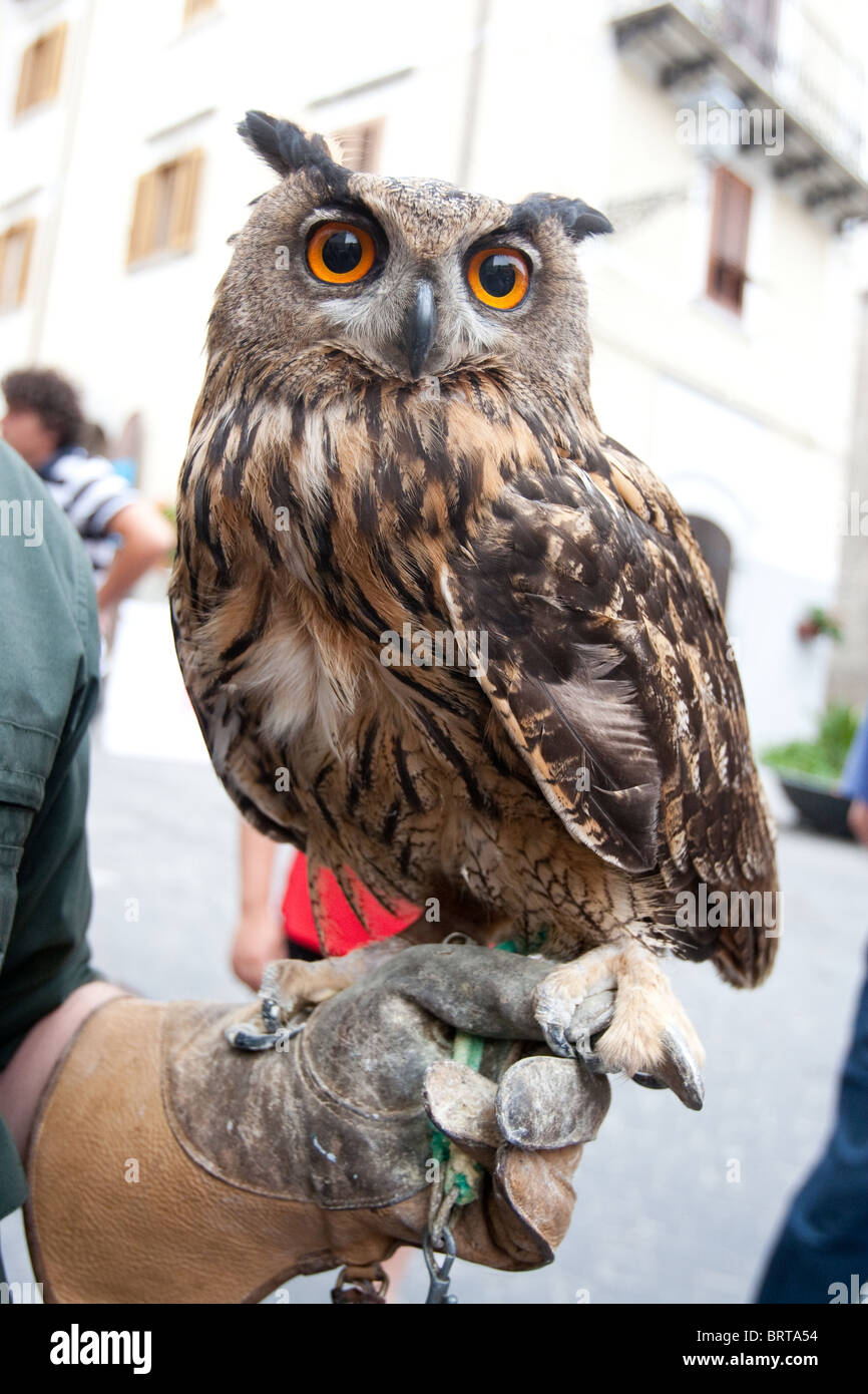 bird birds rapacious flight predatory predator falconer falconers ...