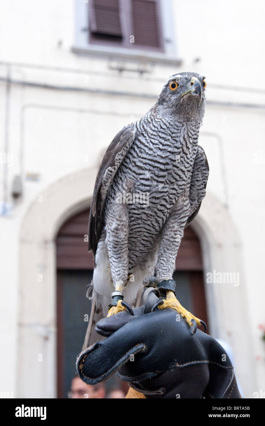 bird birds rapacious flight predatory predator falconer falconers ...