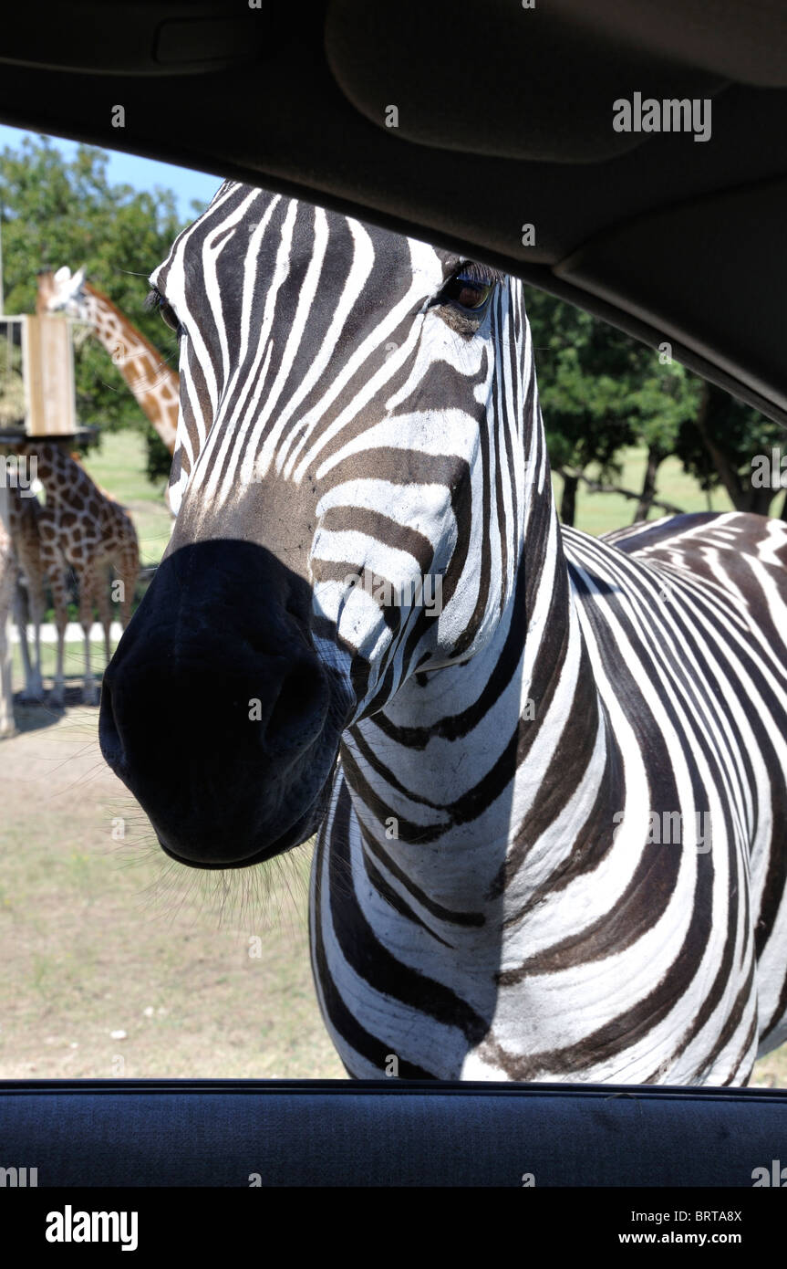 Zebra begging for treat at Texas safari Stock Photo - Alamy