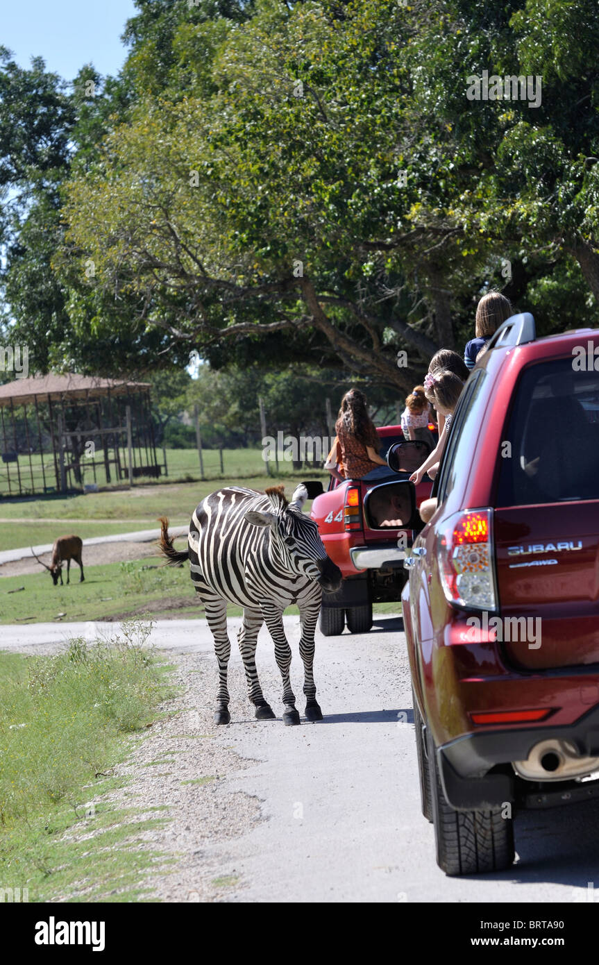 Zebras being fed on safari in Texas, USA Stock Photo - Alamy