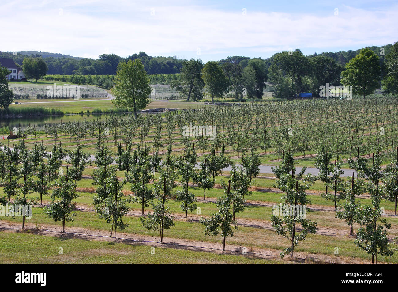 Rows of planted trees on farm in Connecticut, New England, USA Stock ...