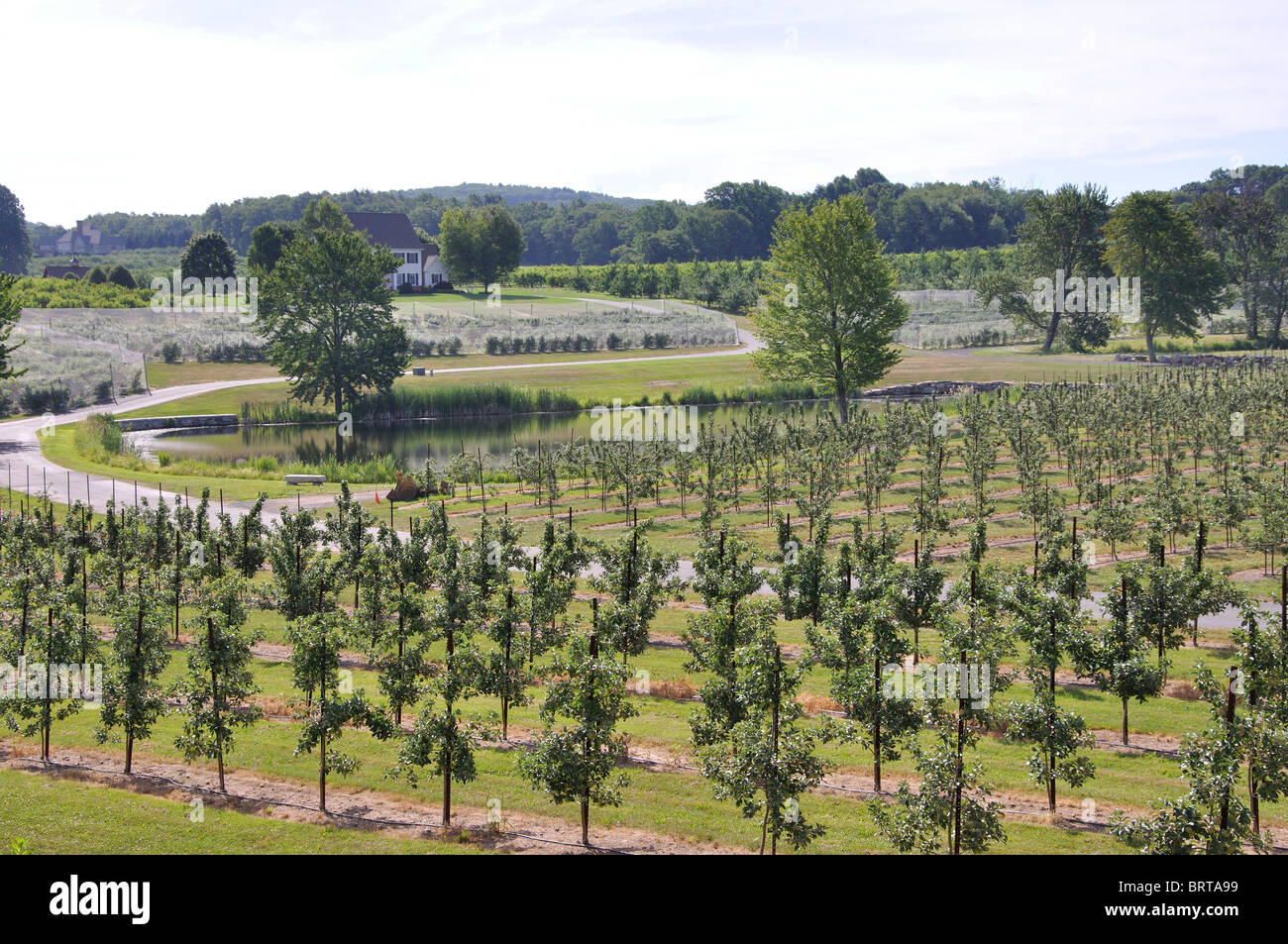 Rows of planted trees on farm in Connecticut, New England, USA Stock ...