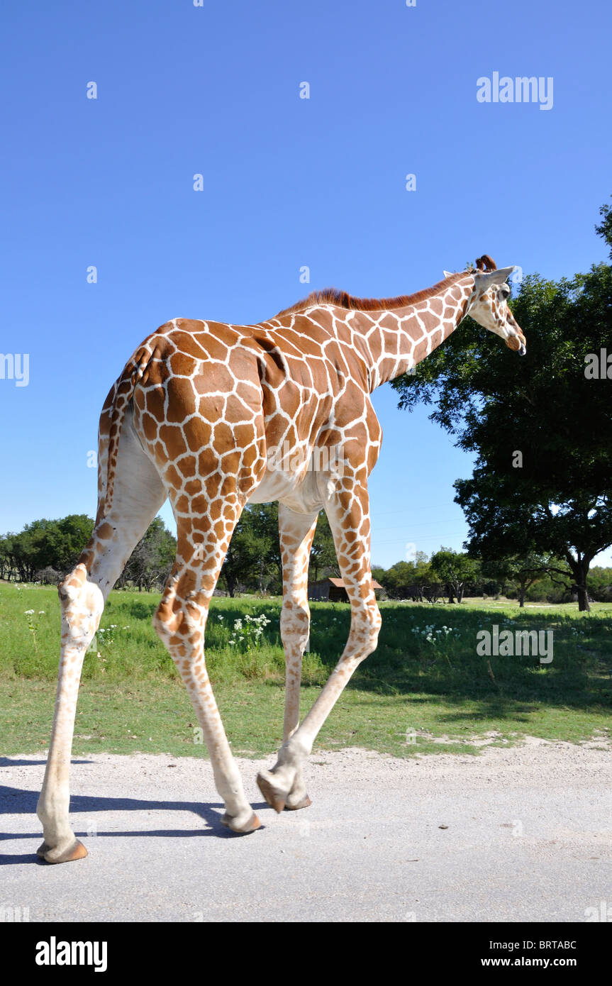 Giraffe on Texas safari Stock Photo - Alamy