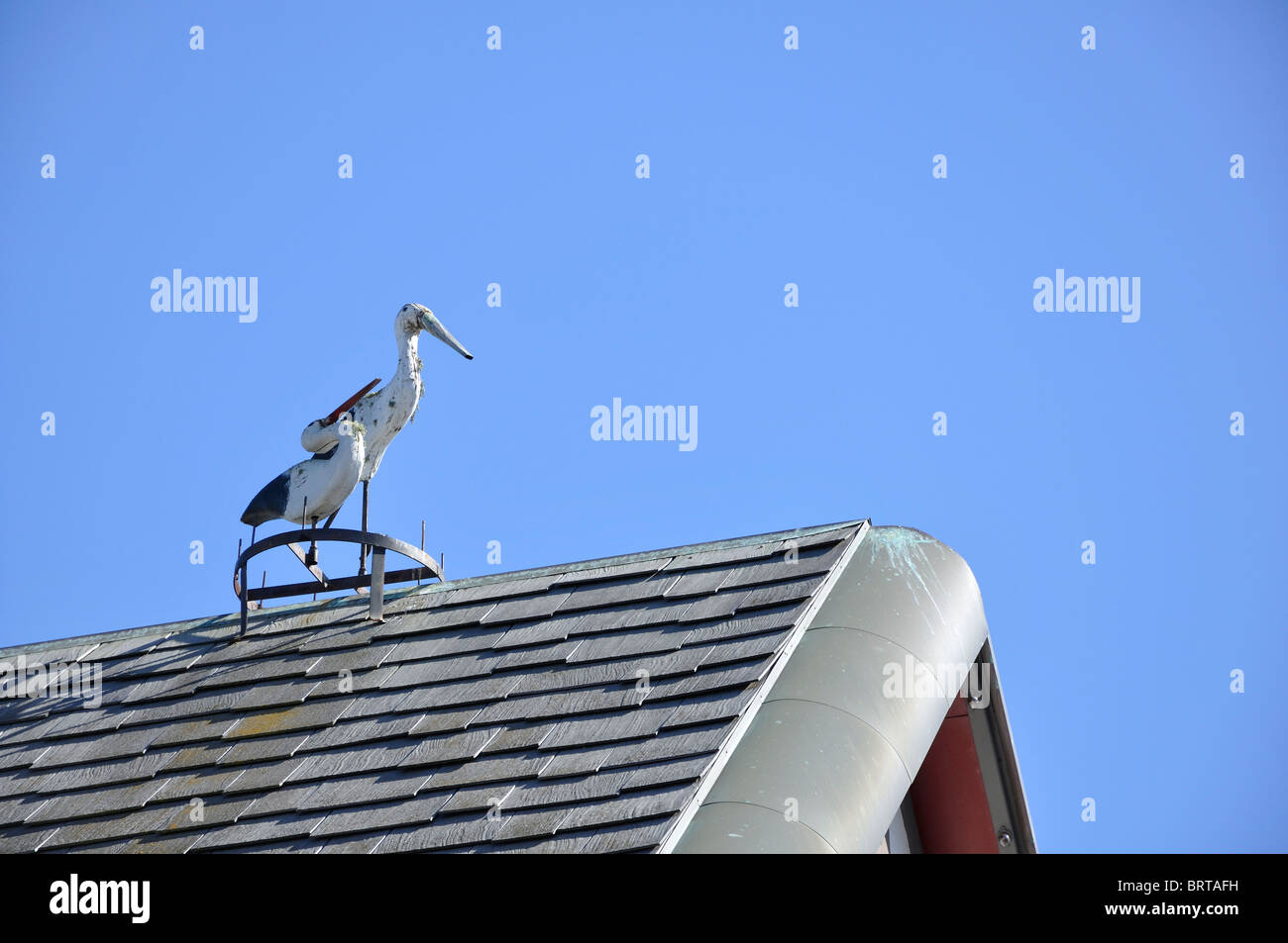Stork ca hi-res stock photography and images - Alamy