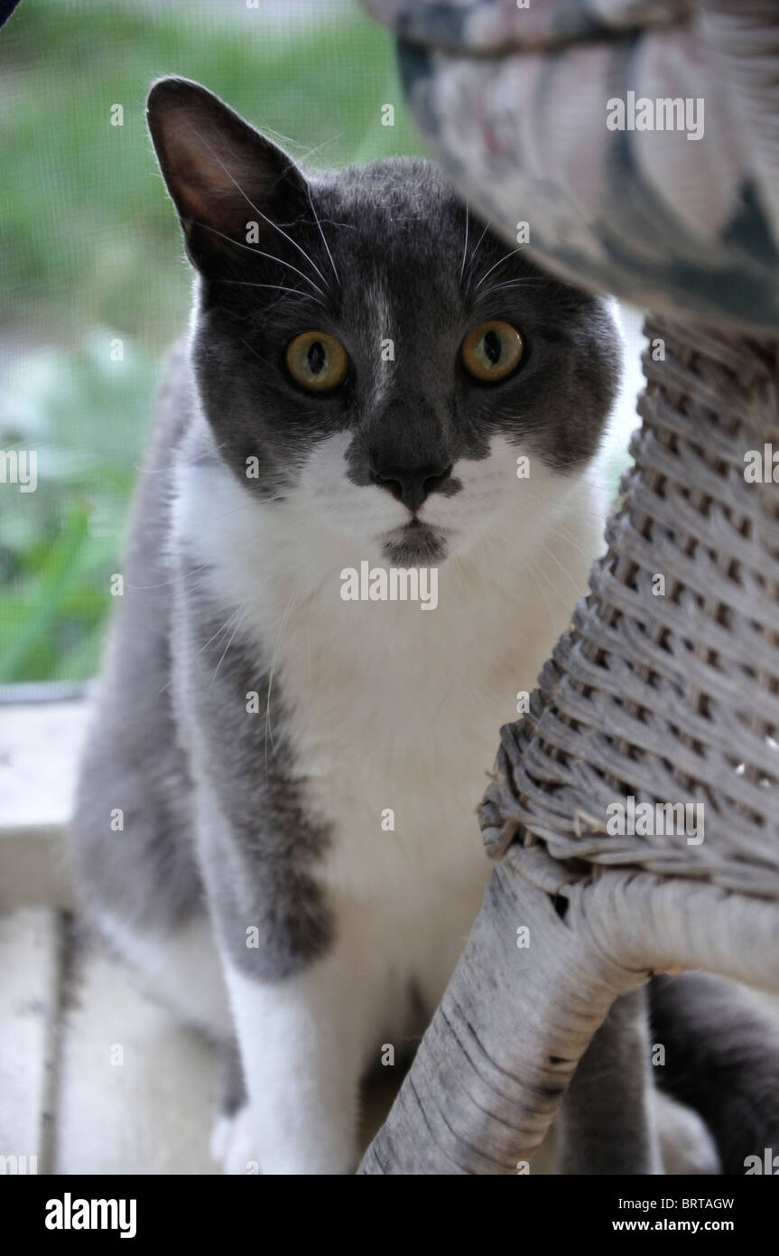 Scared cat hi-res stock photography and images - Alamy