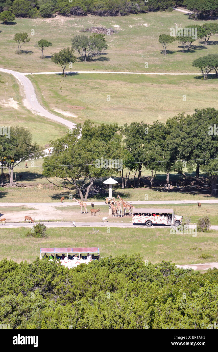 Giraffe giraffes feeder hi-res stock photography and images - Alamy