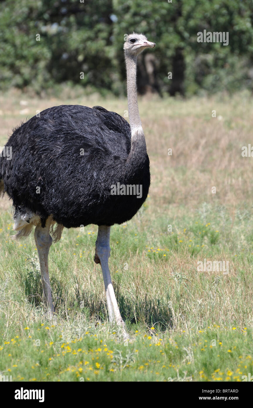 Ostrich (Struthio camelus Stock Photo - Alamy