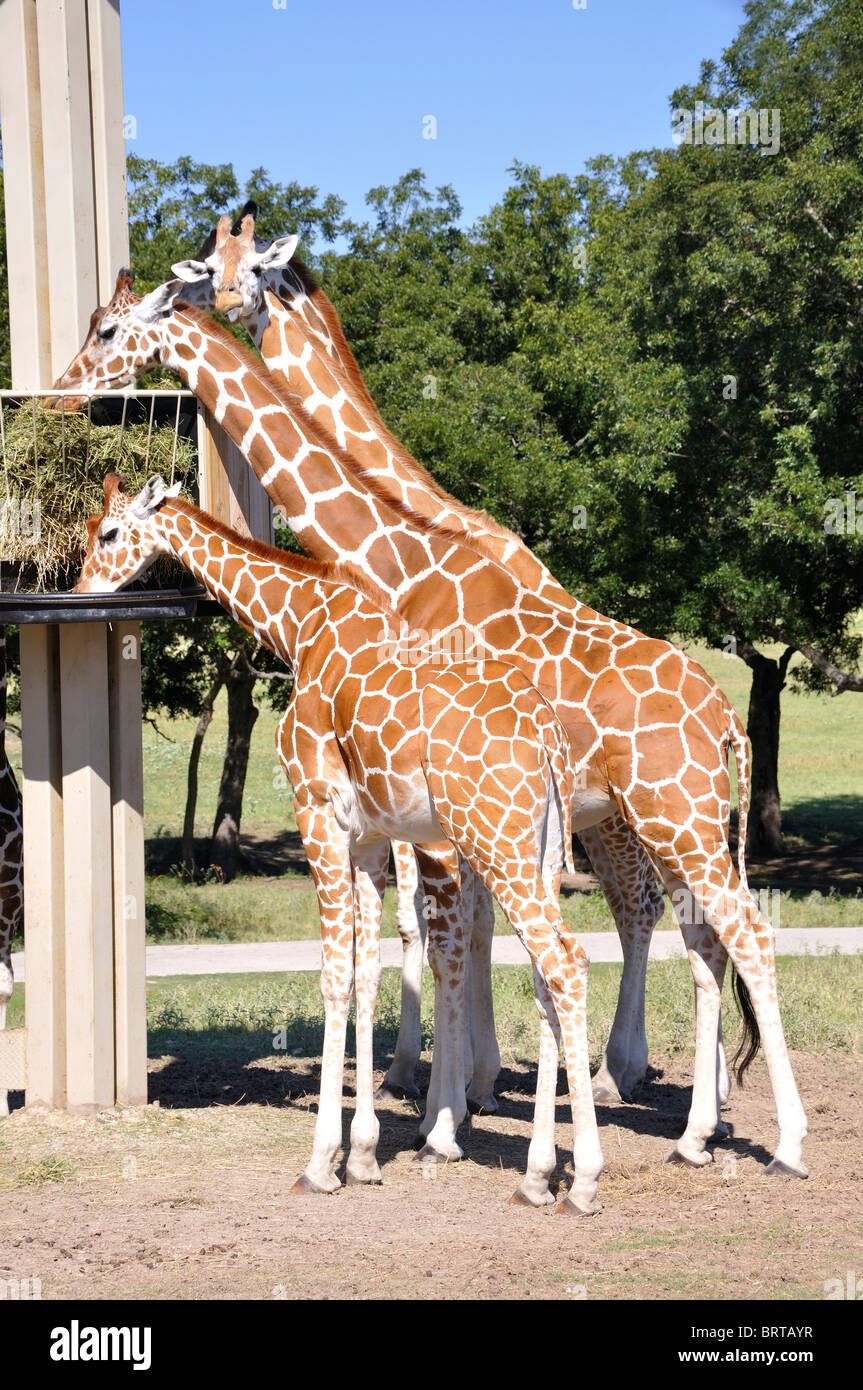 Giraffes on Texas safari Stock Photo - Alamy