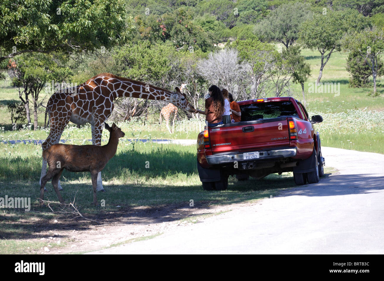 Giraffe being fed on safari in Texas, USA Stock Photo - Alamy