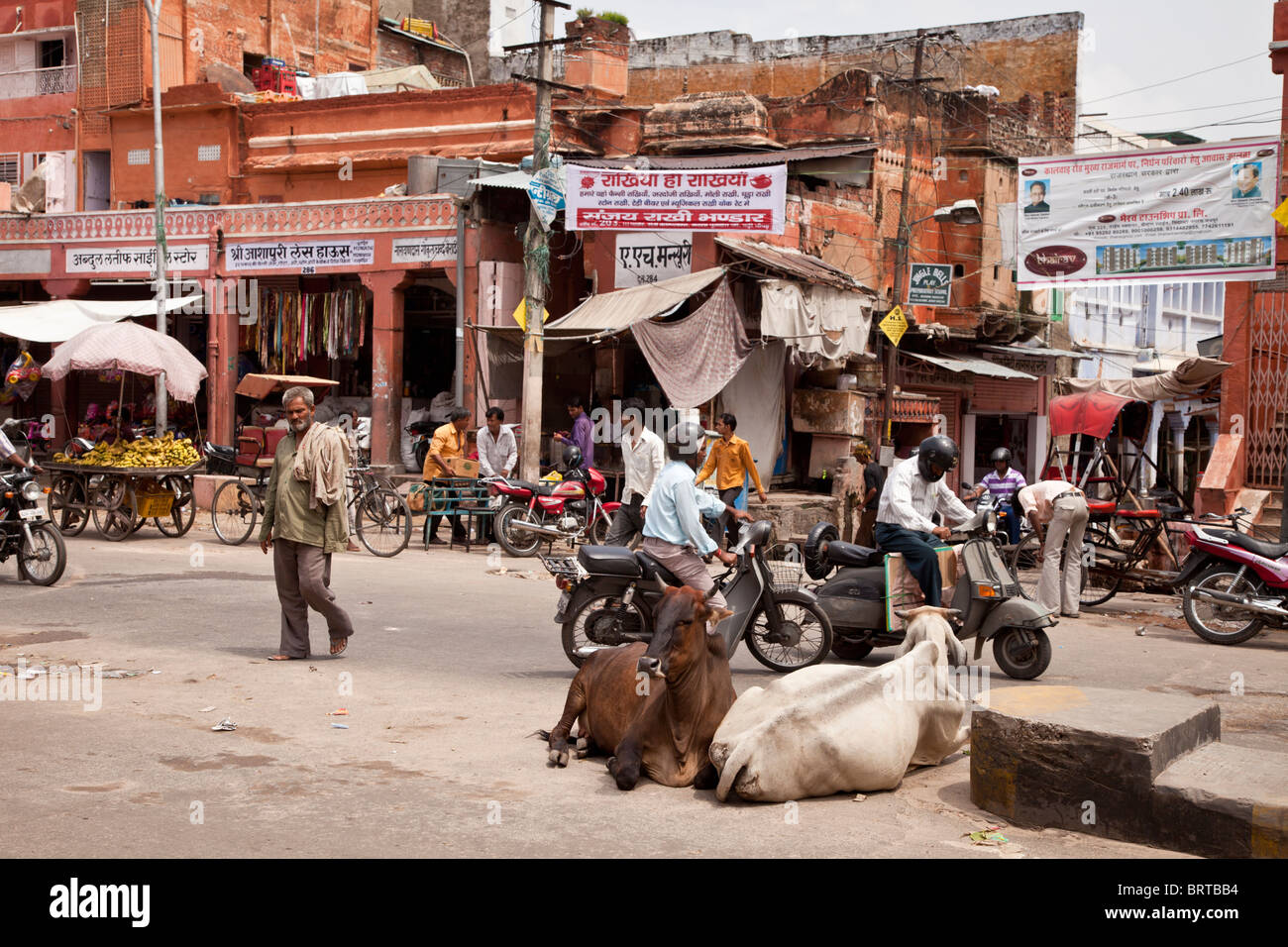 Cows sitting on the street in Jaipur, India Stock Photo - Alamy