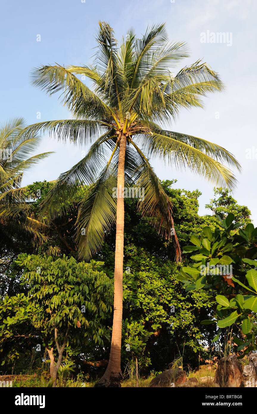 Coconut tree with golden nuts opposite blue sky Stock Photo - Alamy