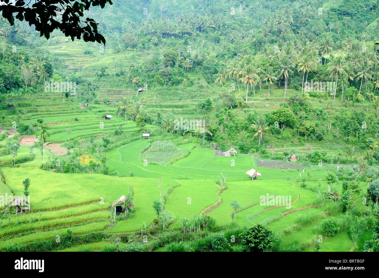 Green rice terraces in Bali, Indonesia Stock Photo - Alamy
