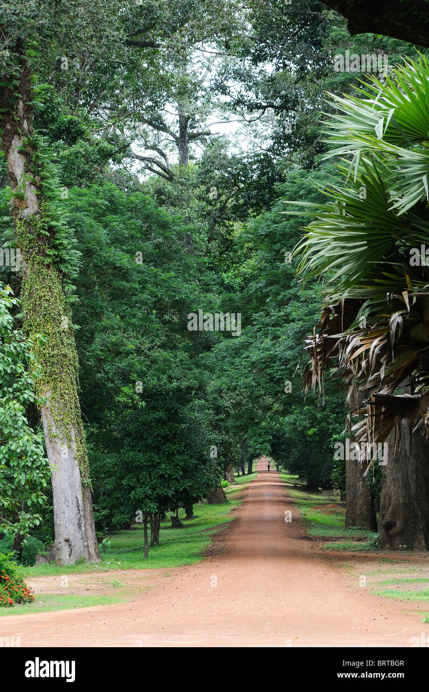 Secondary road path with green trees Stock Photo - Alamy