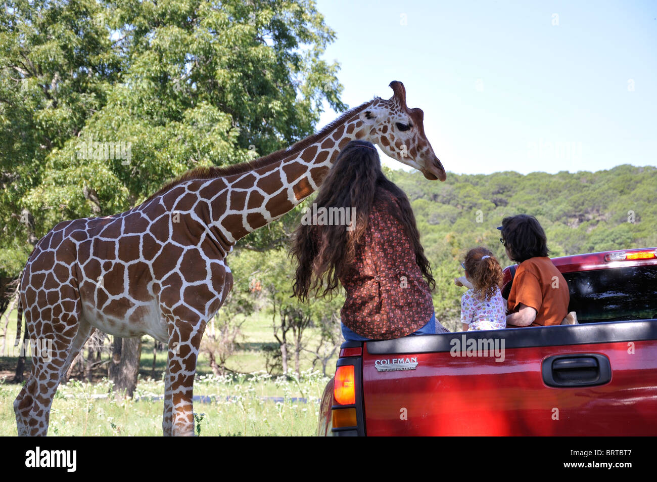 Giraffe being fed on safari in Texas, USA Stock Photo - Alamy