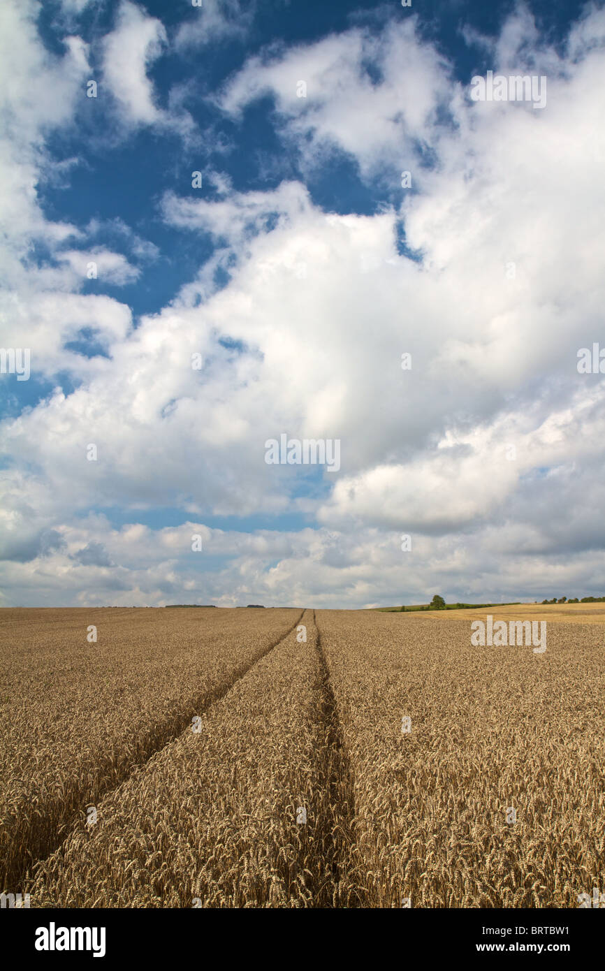Field in Normandy Stock Photo - Alamy