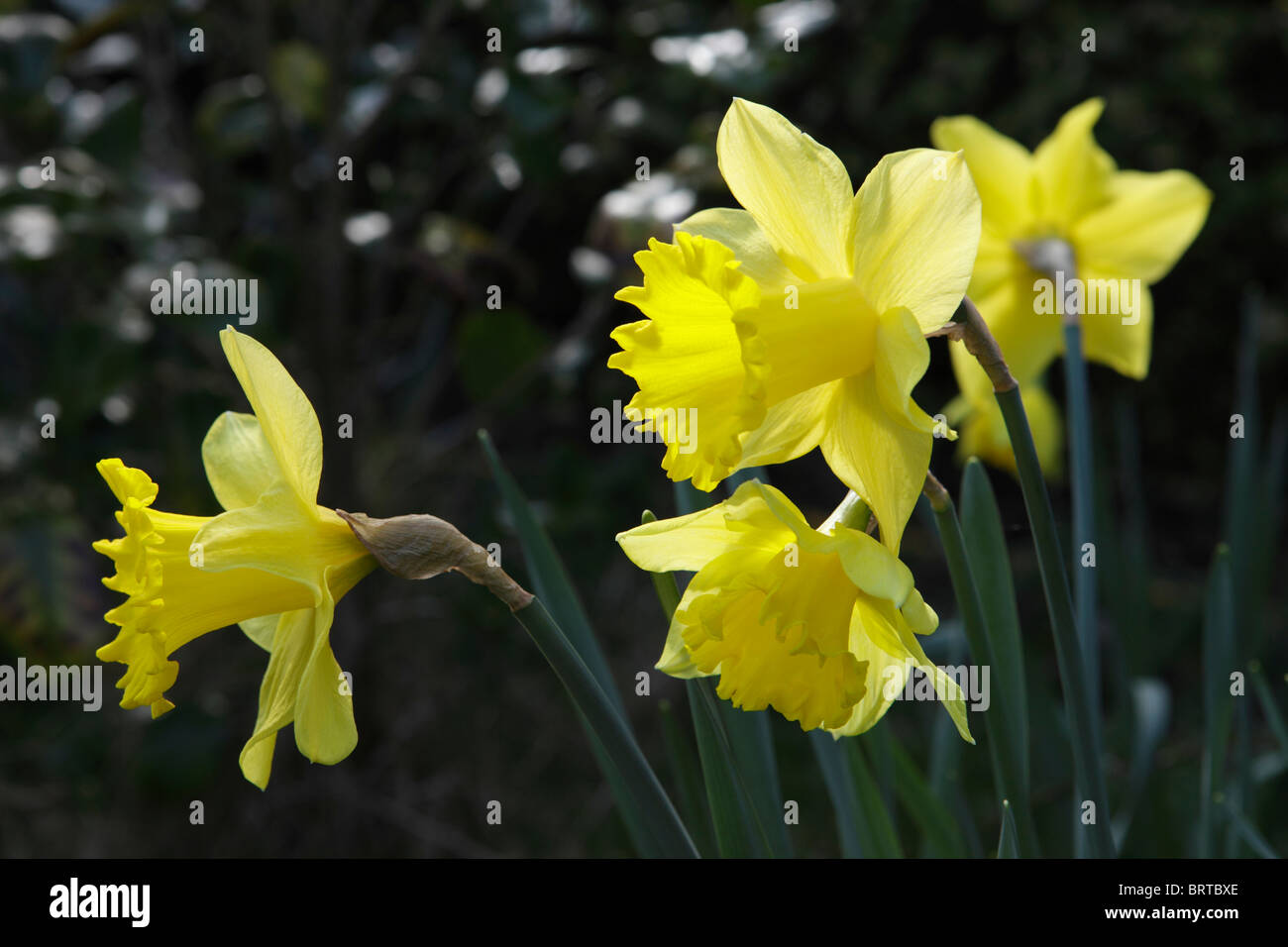 Back lit daffodils hi-res stock photography and images - Alamy