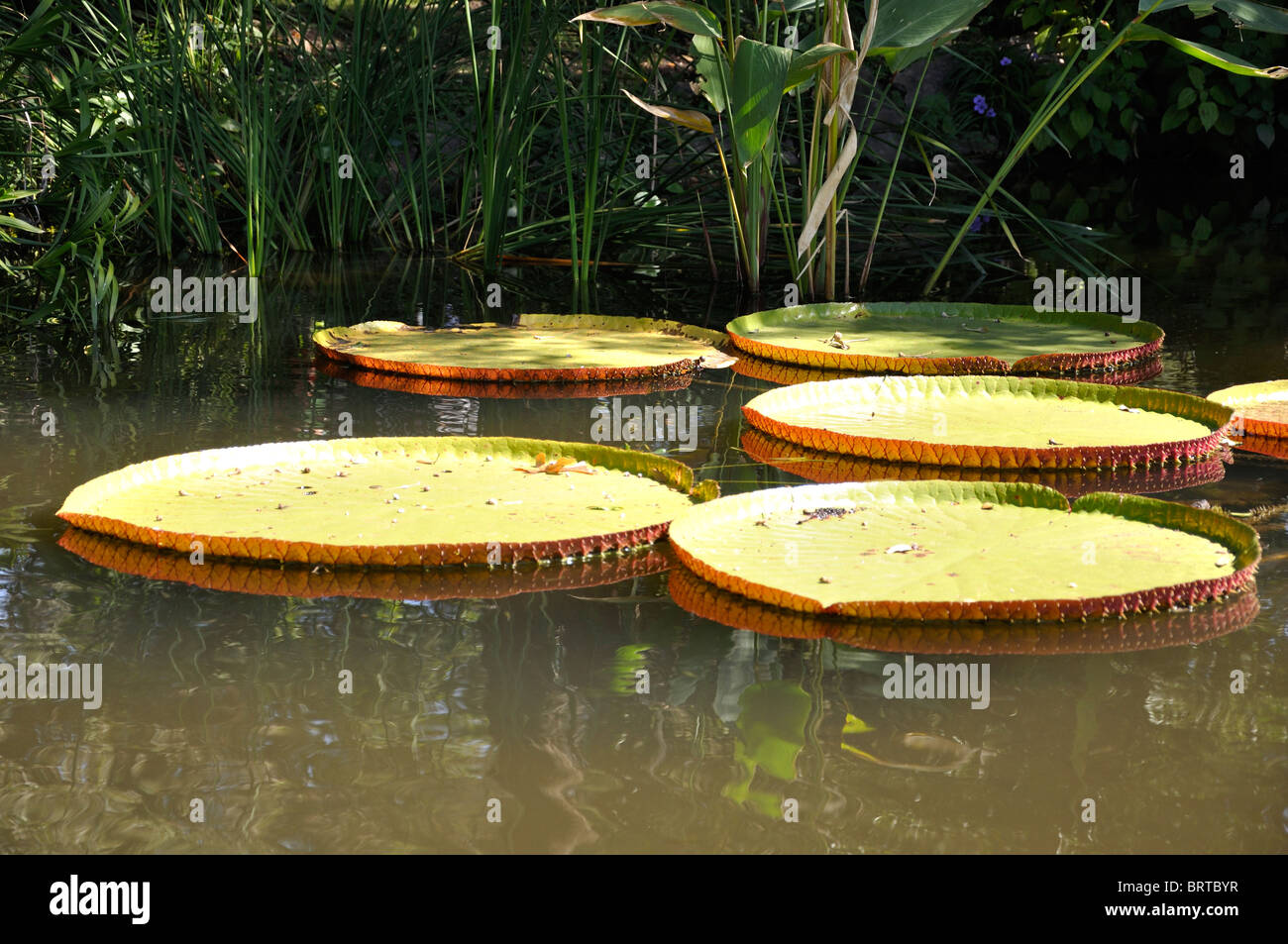 Water lily - Nymphaeaceae Stock Photo - Alamy