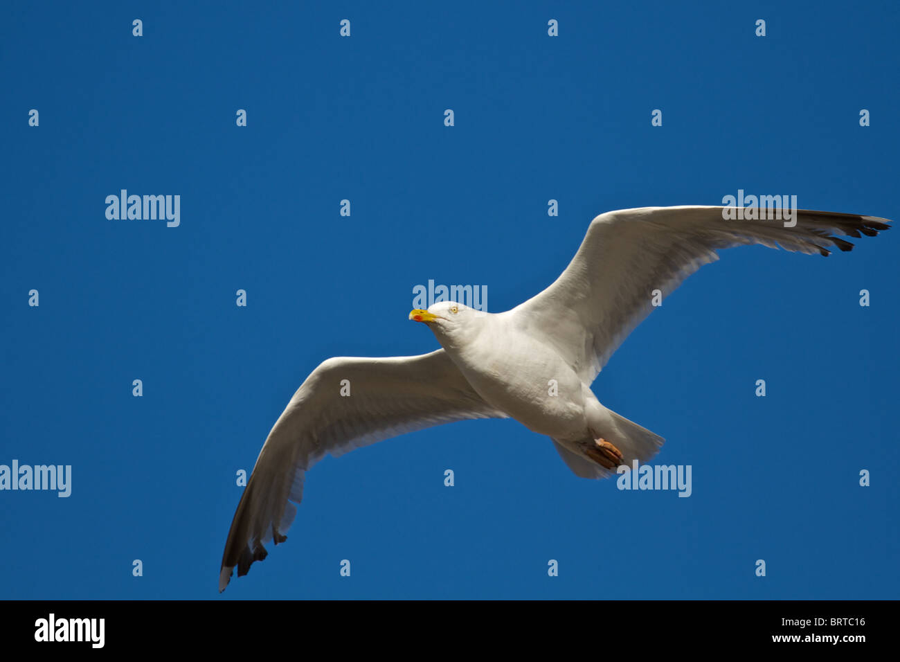 Seagull in flight Stock Photo - Alamy