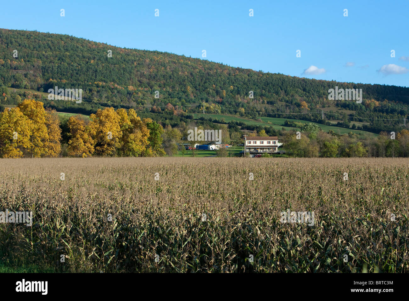A farm scene with a field of corn in upstate New York Stock Photo - Alamy