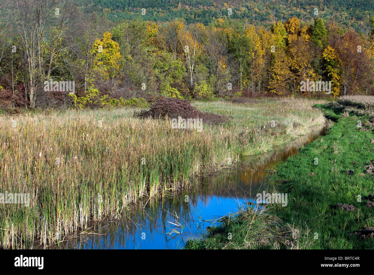 Autumn fall marsh wetlands hi-res stock photography and images - Alamy