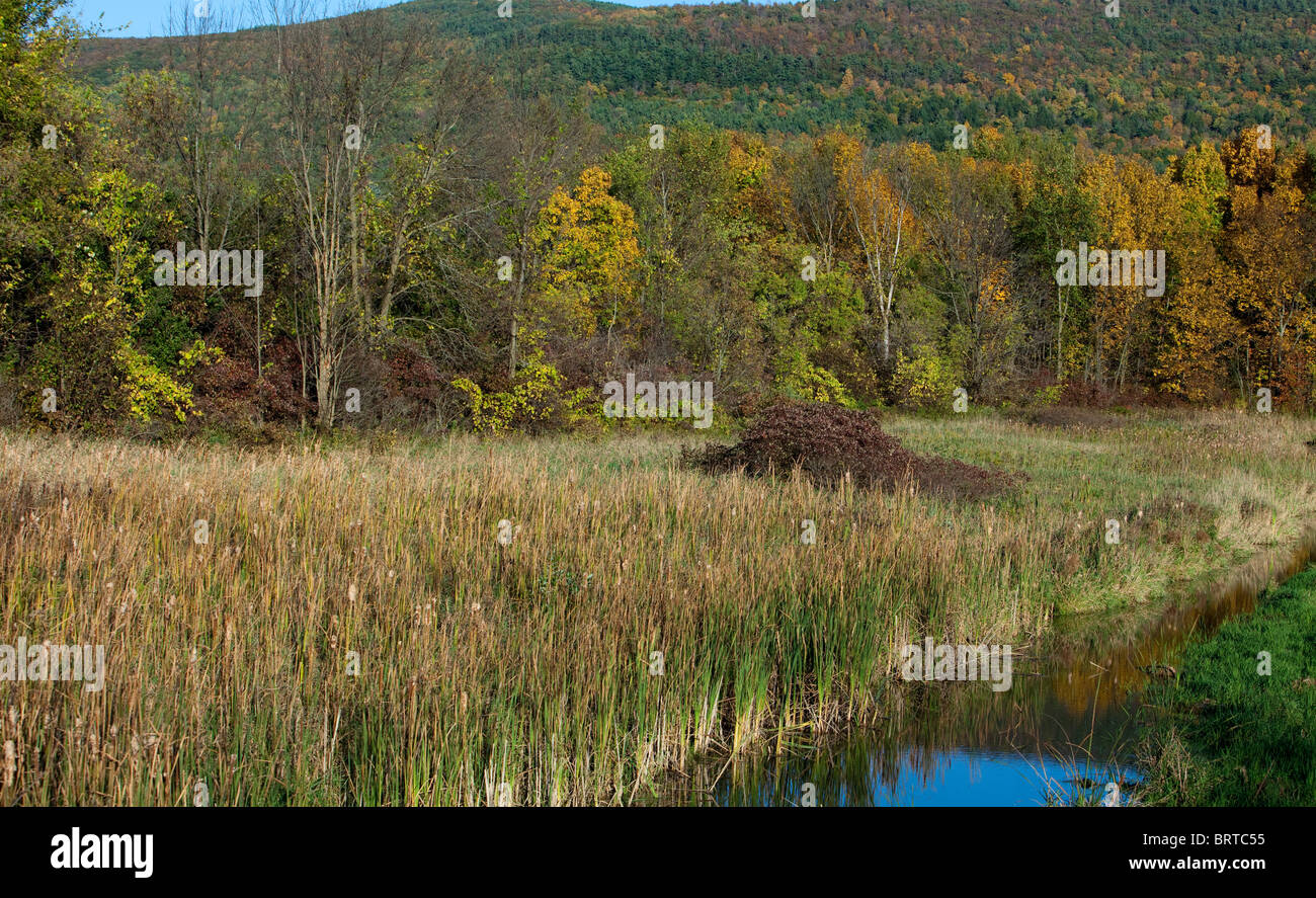 Stream reeds hi-res stock photography and images - Alamy