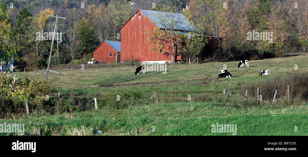 Cows and red barn hi-res stock photography and images - Alamy