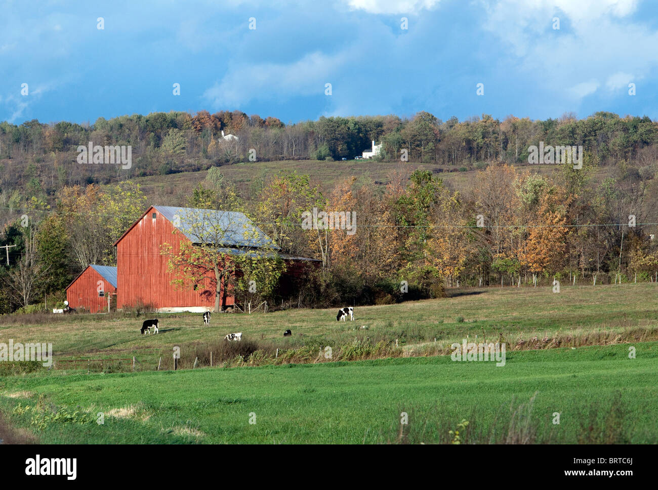 Cows and red barn hi-res stock photography and images - Alamy