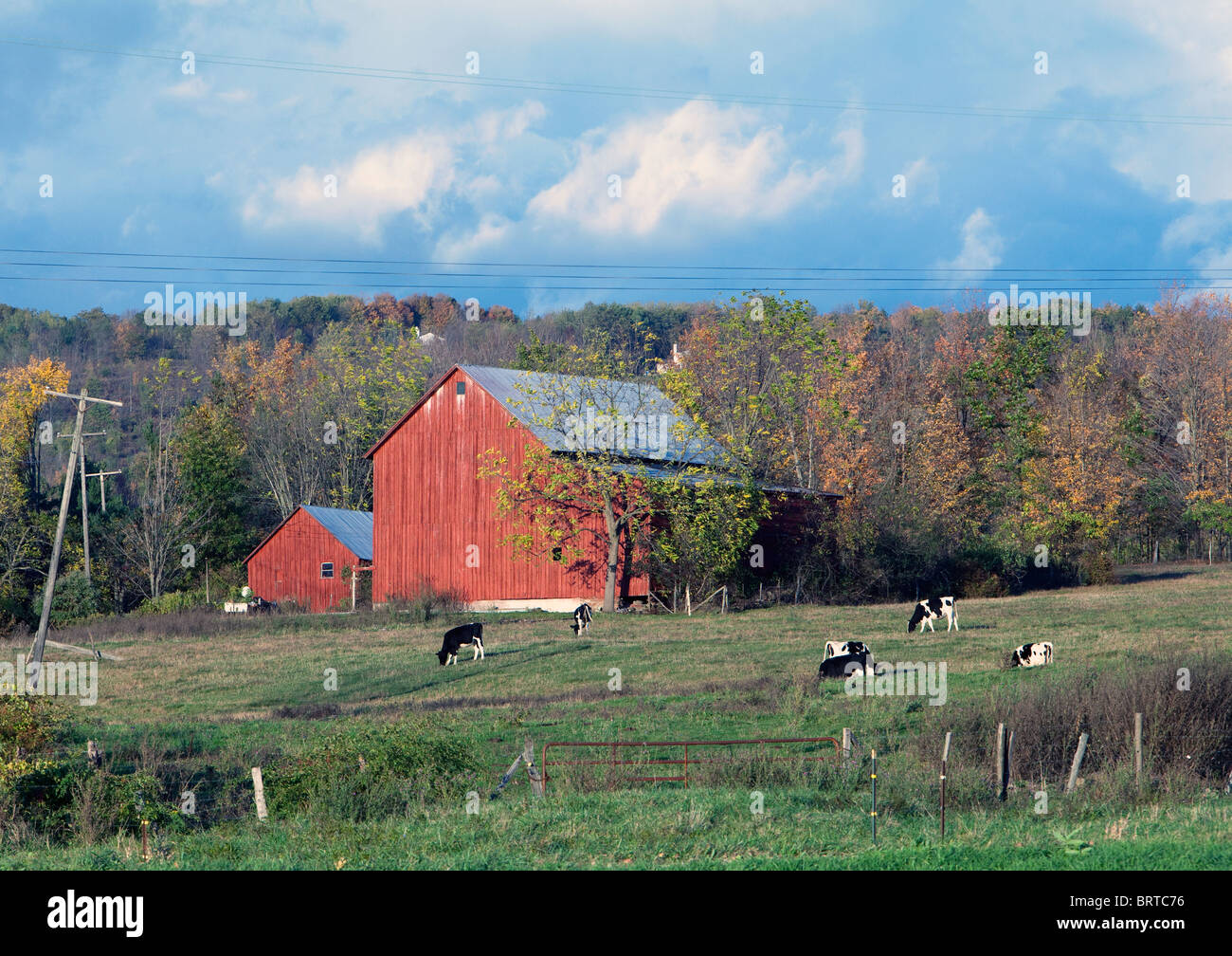 Cows and red barn hi-res stock photography and images - Alamy