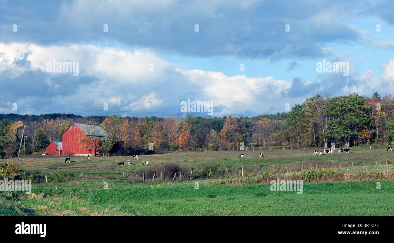 Cows and red barn hi-res stock photography and images - Alamy