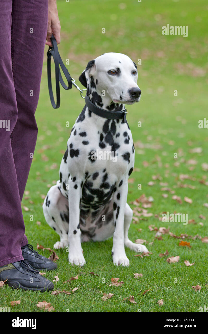 dalmatian sitting beside its master Stock Photo - Alamy