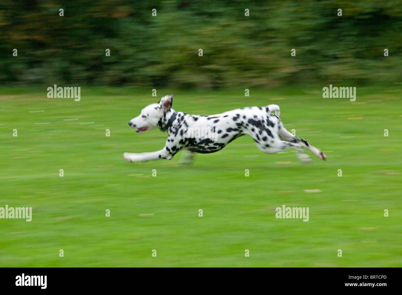 Dalmatian running hi-res stock photography and images - Alamy